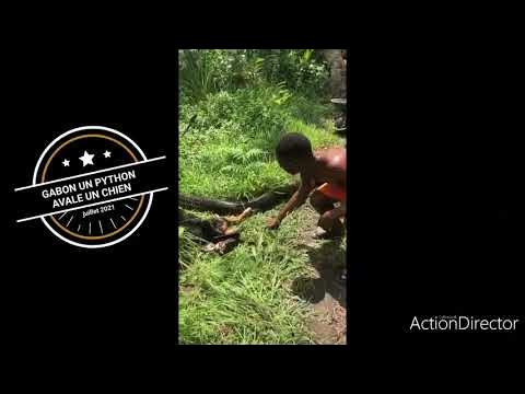 GABON: UN PYTHON AVALE UN CHIEN. ABONNÉS VOUS - YouTube
