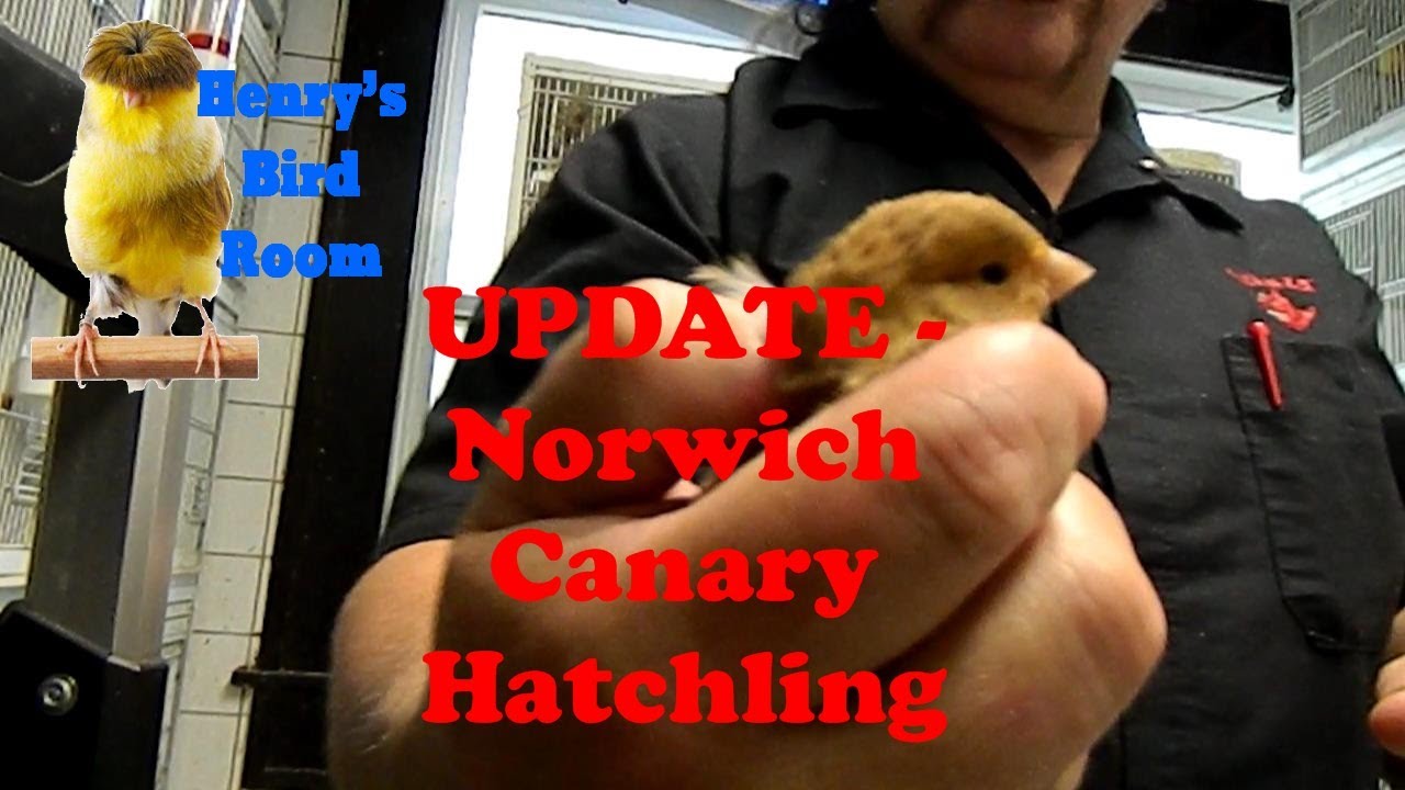 UPDATE on Norwich Canary Hatchling | Henry's Bird Room Tips & DIY Info ...