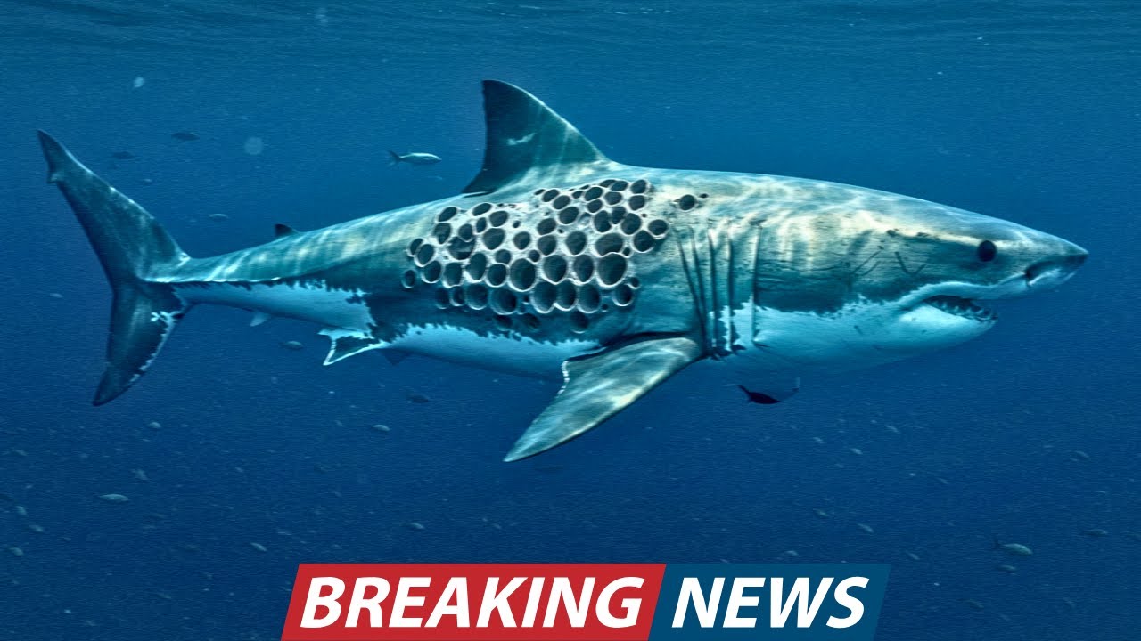Marine Biologists Discover a Shark With Bizarre Skin Holes That Could ...