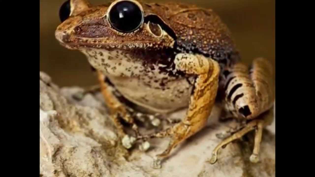 Mundo Animal, Rã. - YouTube