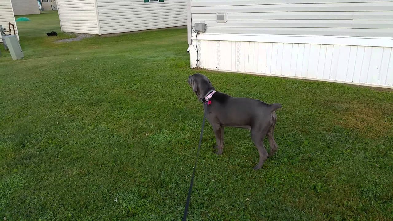 Cane corso barking at 5 months - YouTube