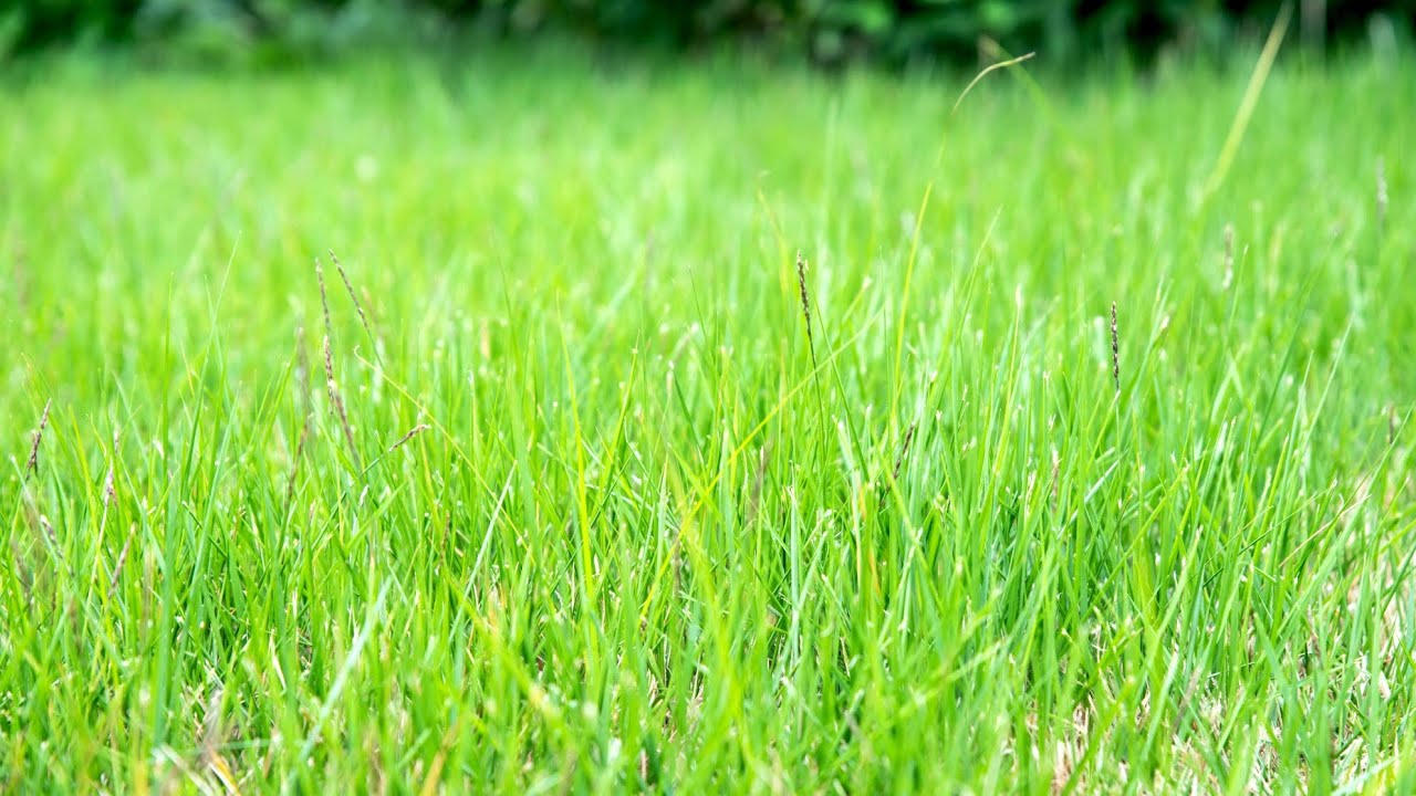 Grass Grows Scout Tf2 - YouTube