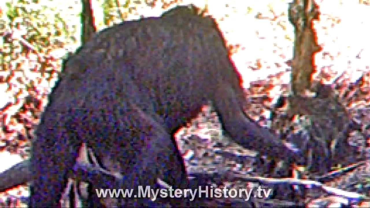 Bigfoot Caught On Trail Cam In Virginia - YouTube
