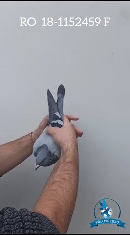 Ro 18-1152459 F Orig. Serban+Neculaescu - Fiica *LUKY 59* Campion ...