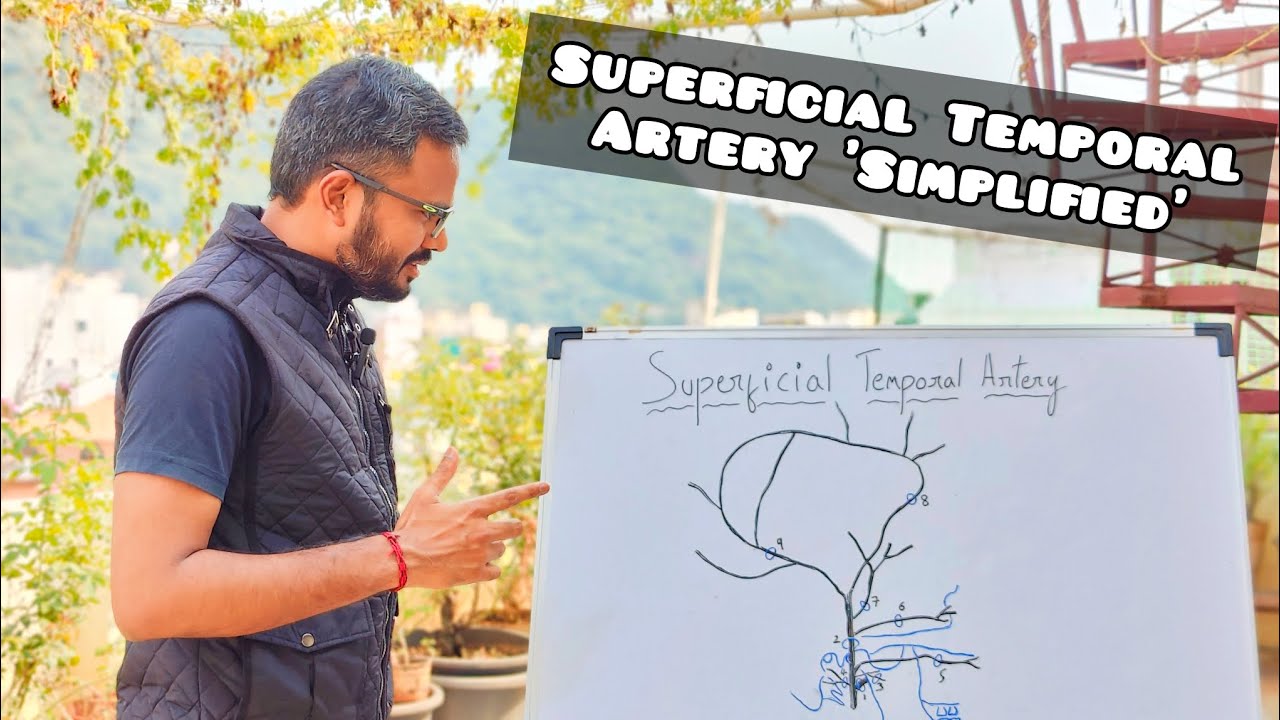 LIVE 🔴 | Superficial Temporal Artery - Origin, Course, Branches ...