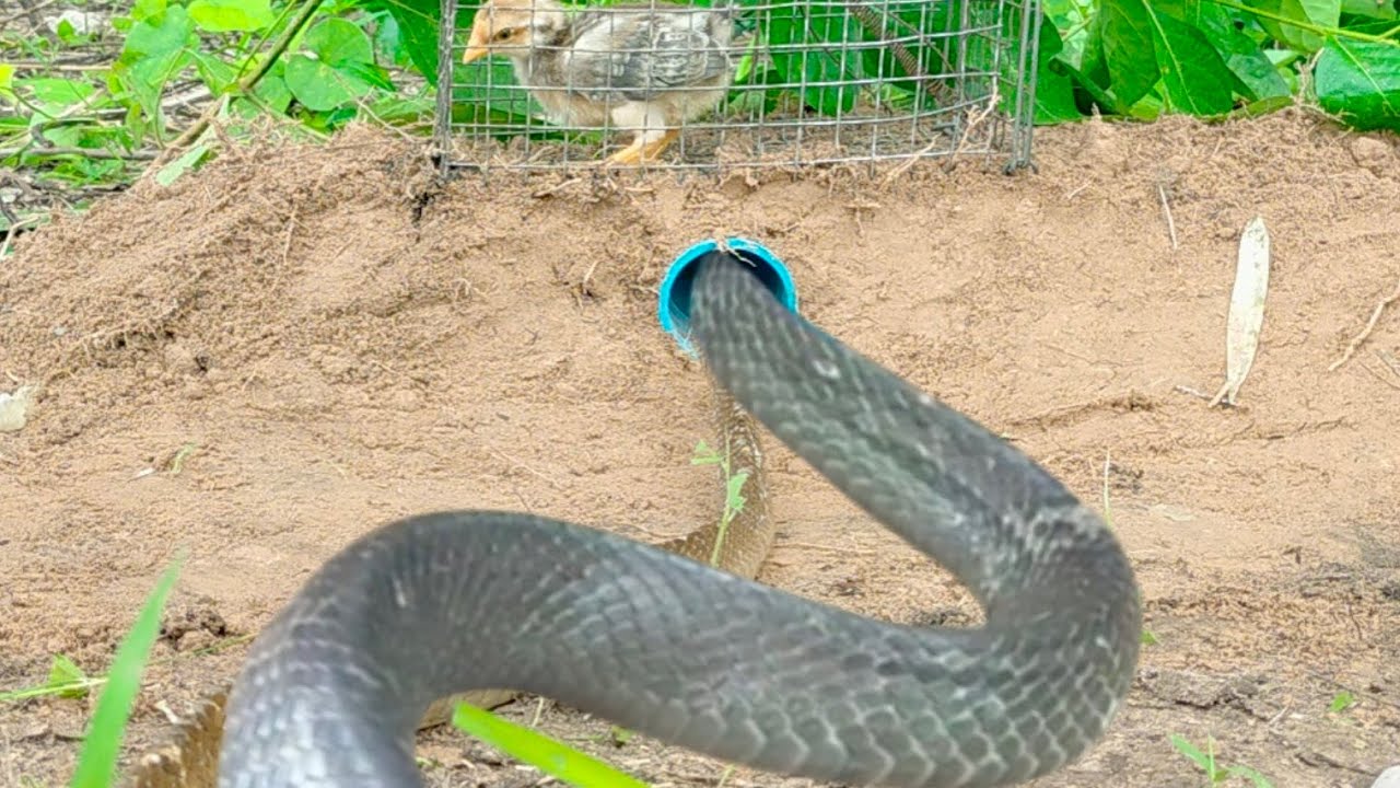 Amazing brave woman invents a snake trap out of the veil to put fish ...