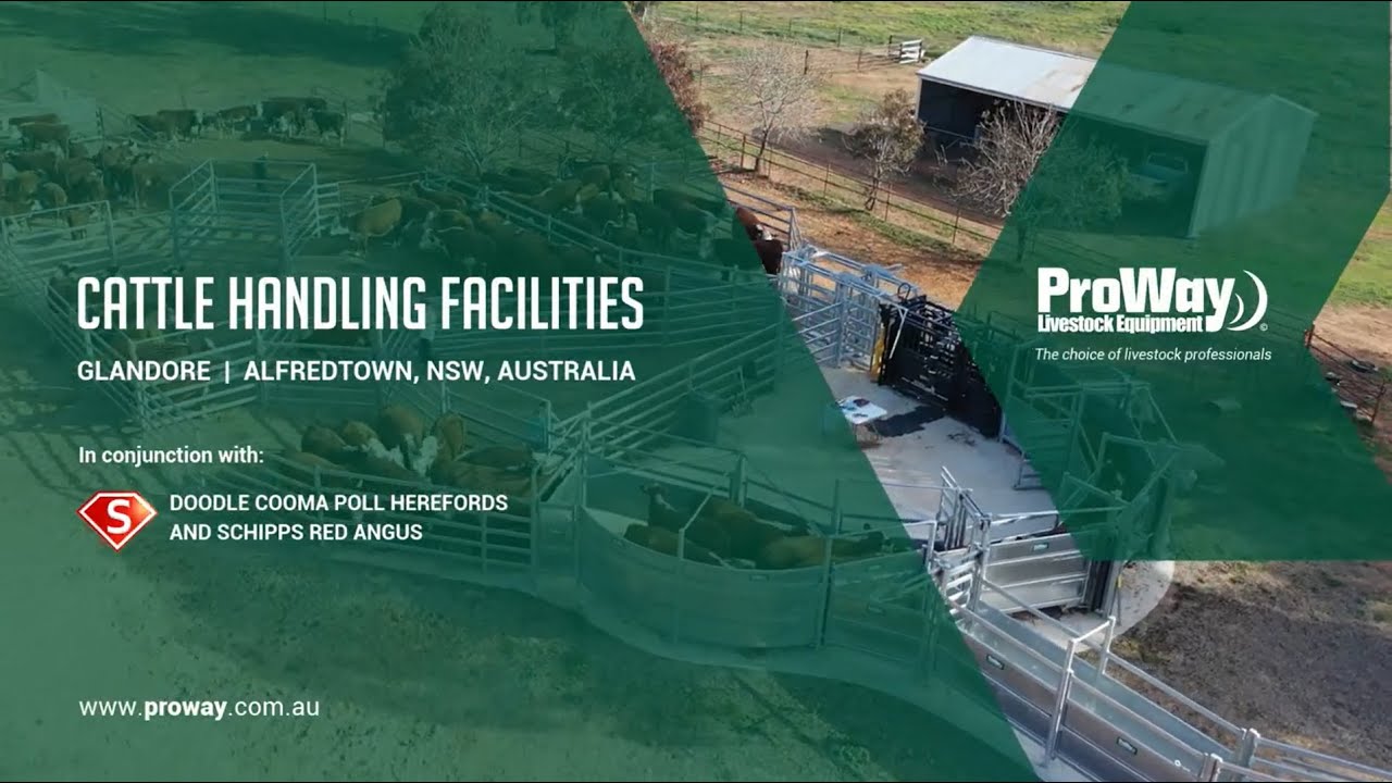 ProWay Cattle Yards | Schipps Red Angus & Doodle Cooma Poll Herefords ...