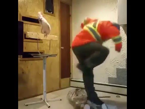 Kafesini Kıran Sahibine Umarsızca Söven Papağan