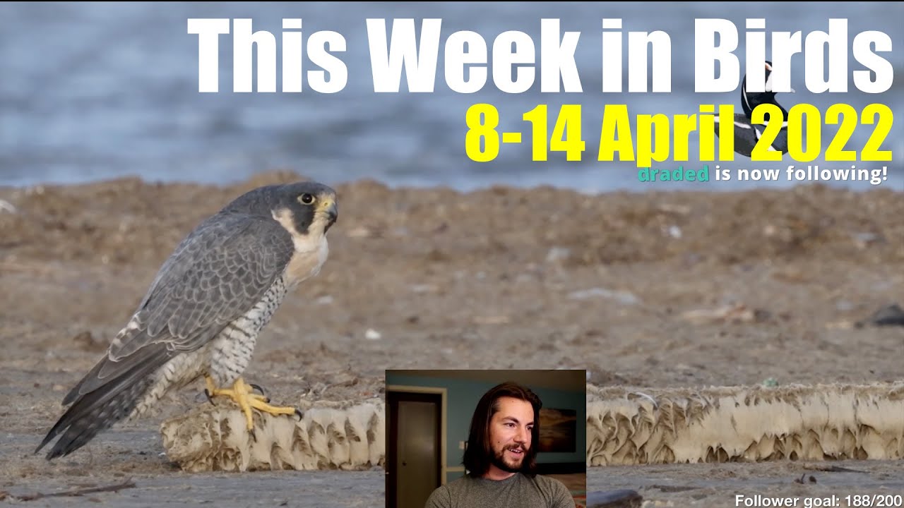 This Week in Birds: 8-14 April—this week's bird and birding news, top ...