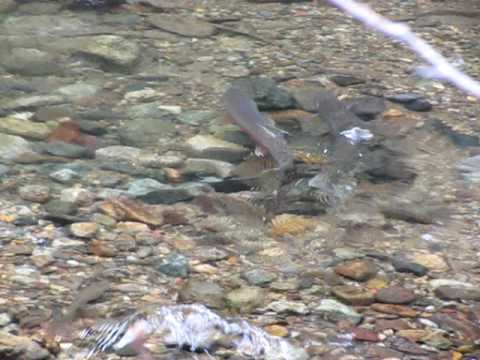 Bumping River Steelhead Spawn 2010 - YouTube