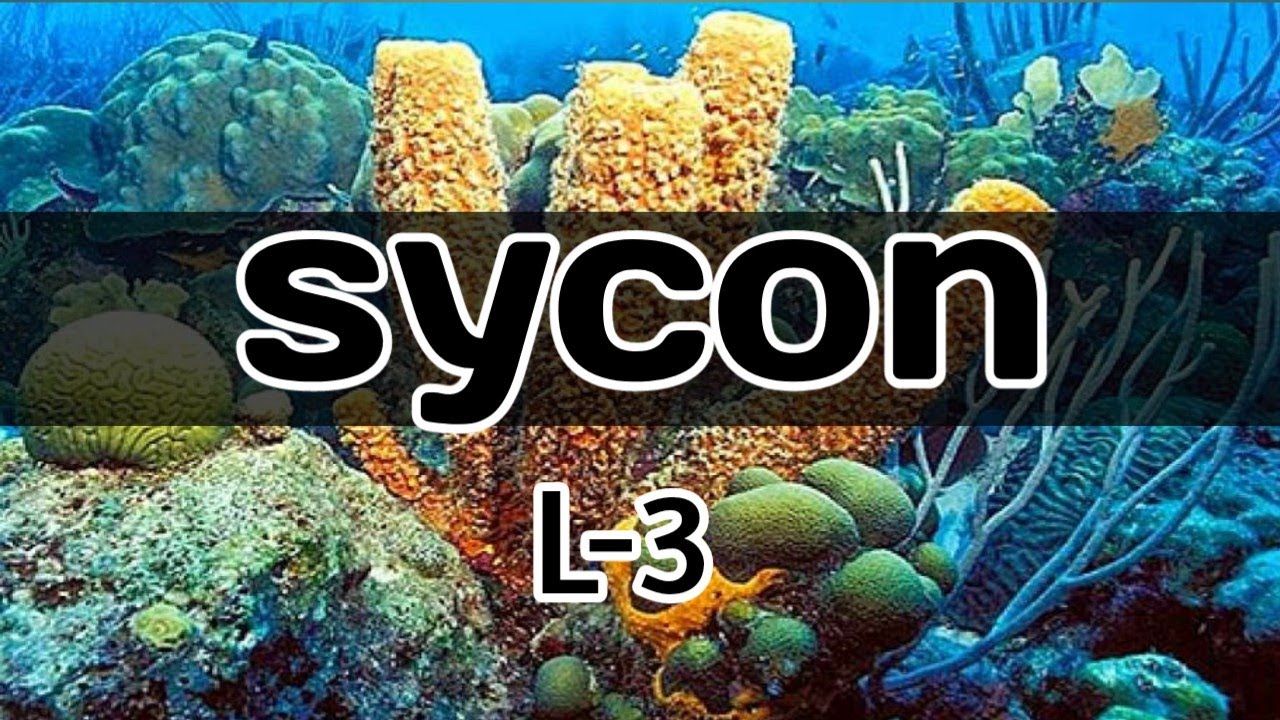sycon। phylum porifera। skeleton। spicules. - YouTube