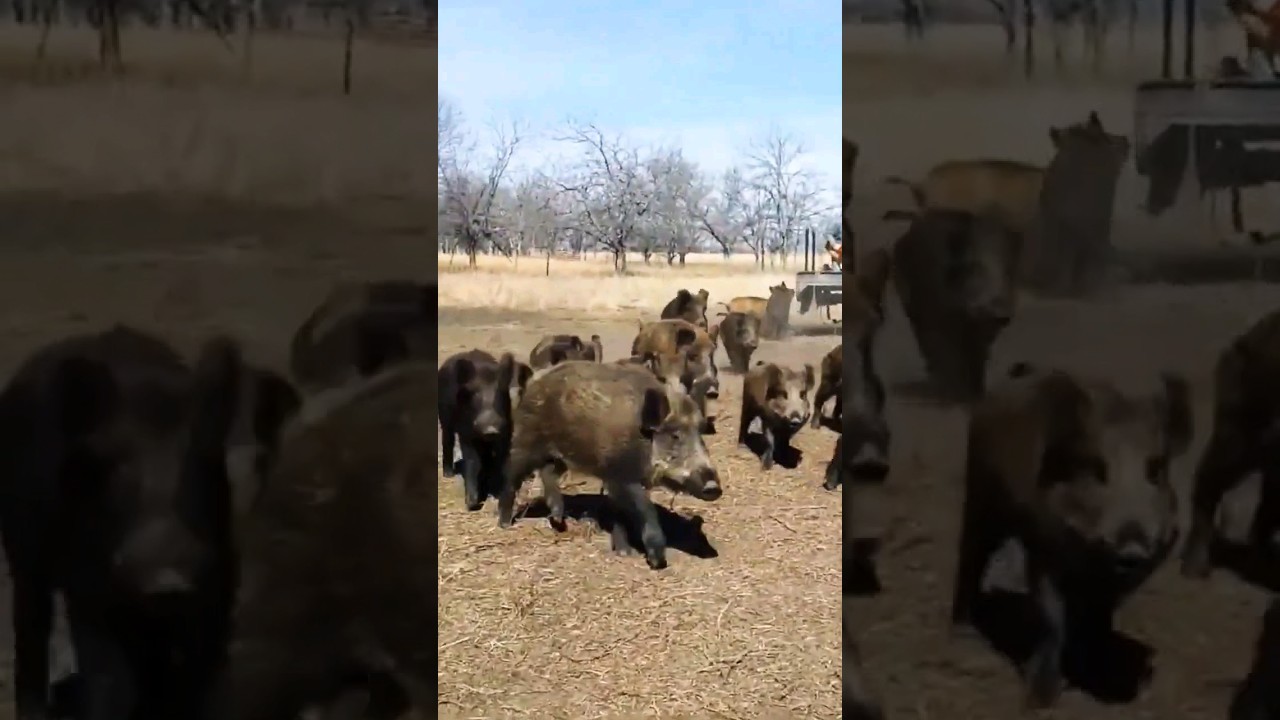 Face to face with wild boar #hogzilla - YouTube