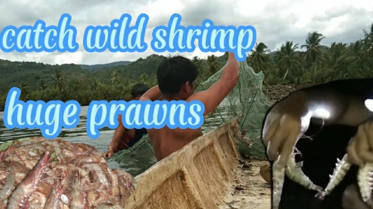 wild shrimp,huge prawns huli sa dragon bobo net #oragonyumar tv - YouTube