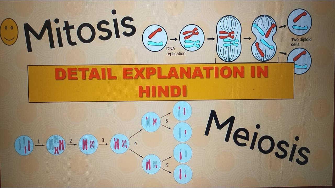 CELL DIVISION /MITOSIS AND MEIOSIS | IN DETAIL | IN HINDI /B.PHARMACY ...