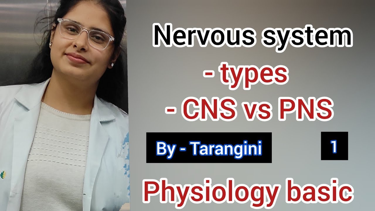 Basic about NERVOUS SYSTEM | CNS / PNS / ANS / SNS / SYMPATHETIC ...