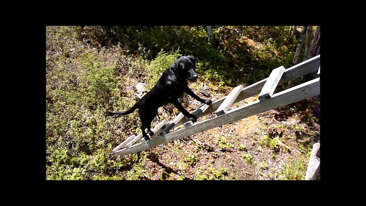 Bushland Adventures - YouTube