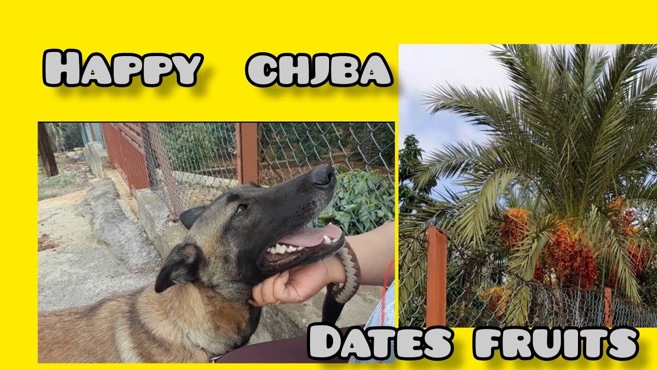 WALKING EVERYDAY WITH THE DOG | TAMER (DATES) FRUITS - YouTube