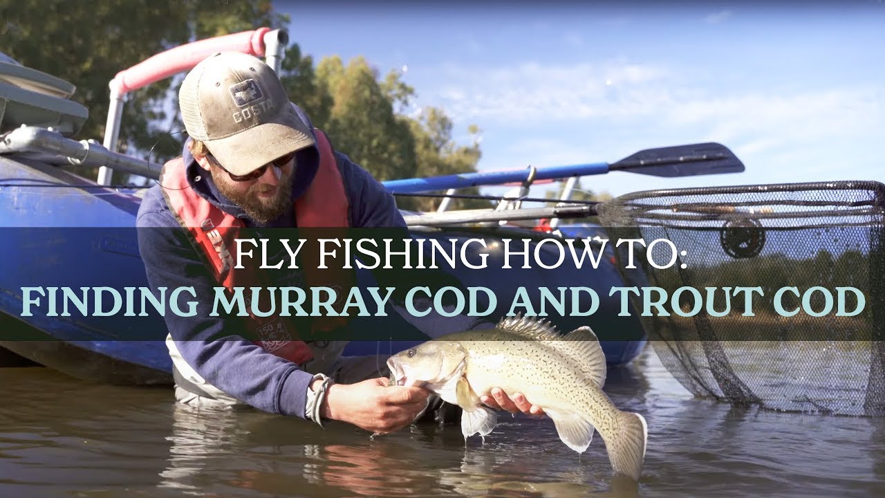 Fly Fishing How To: Where to find Murray-Cod (Goodoo) and Trout Cod ...