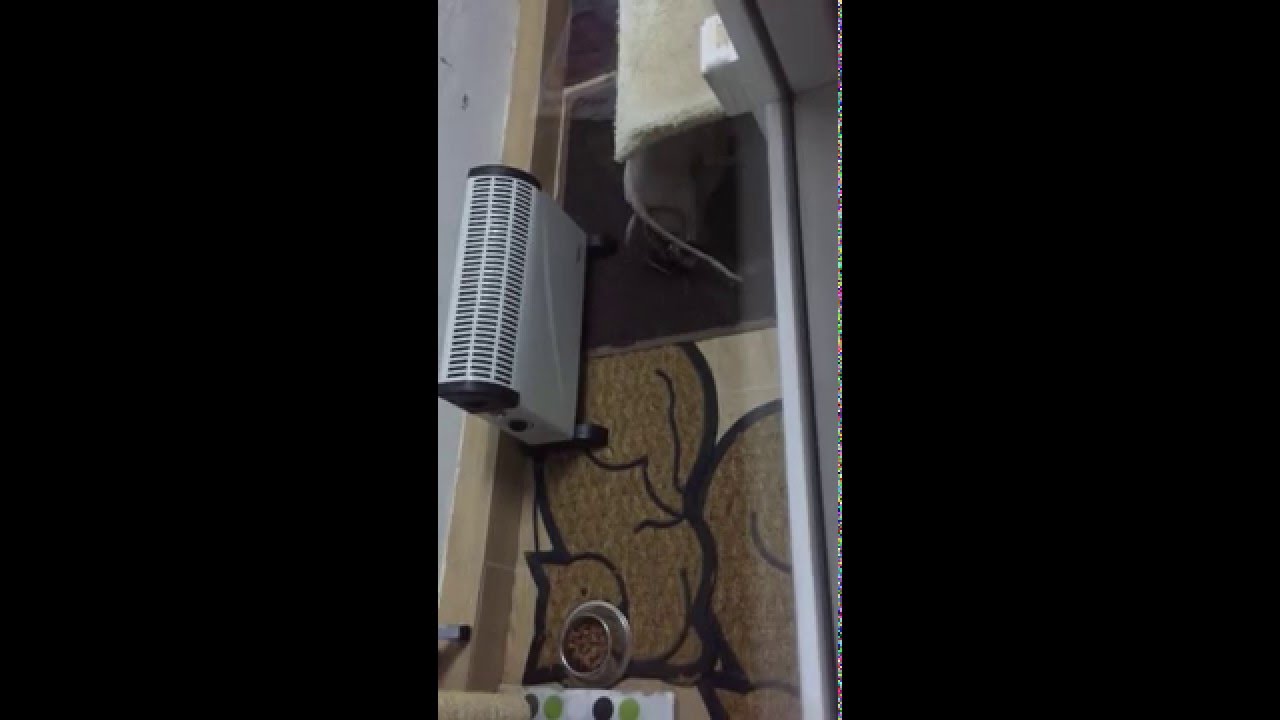 Sphynx cats mating - YouTube
