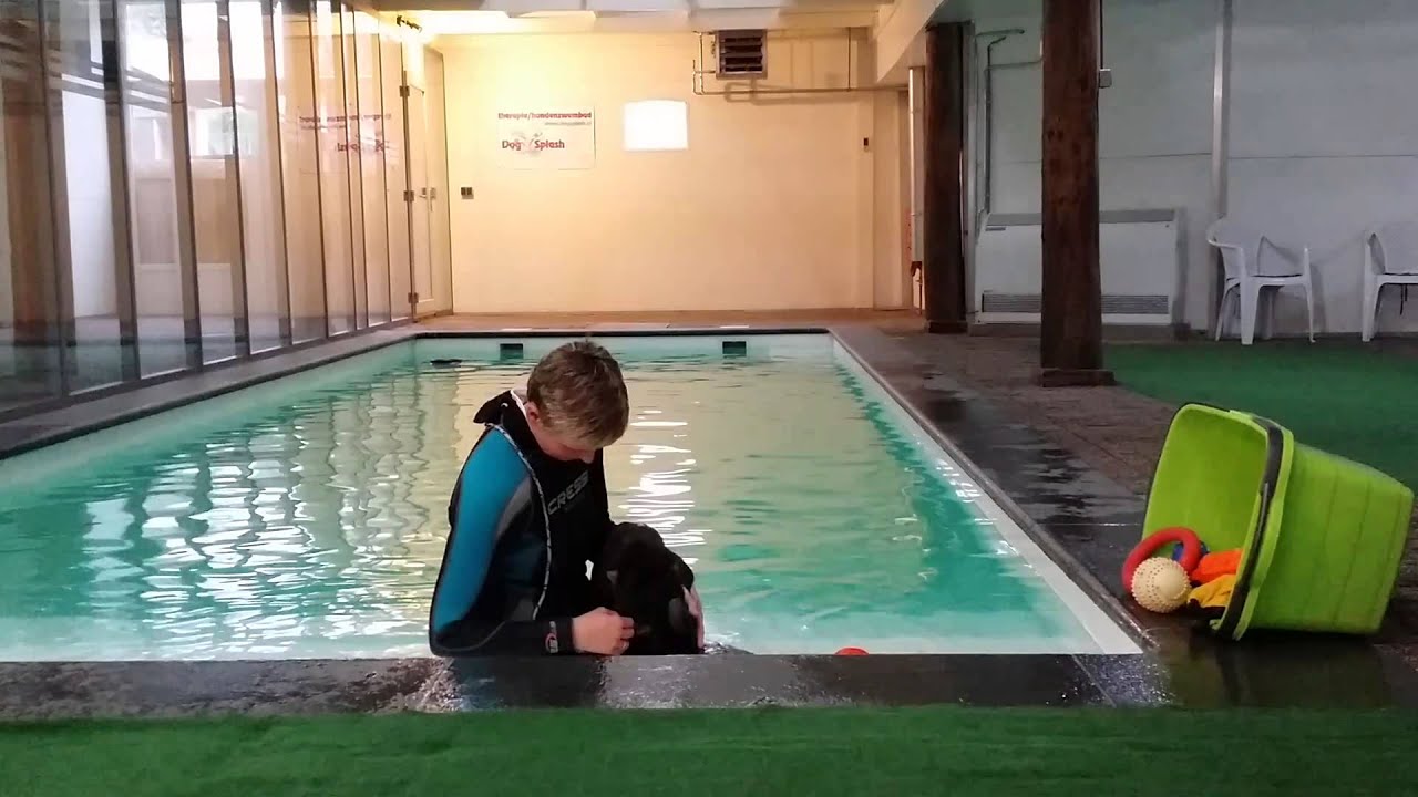 Darko's first pool experience @ DogSplash﻿. - YouTube