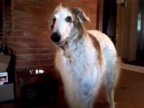 Barking borzoi vol.3 - YouTube