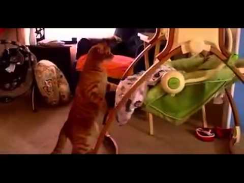 BEŞİK SALLAYAN KEDİCİK