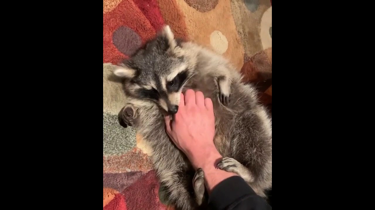 Funny Raccoons / Funniest Raccoon Video Compilation of 2020 / Funny ...