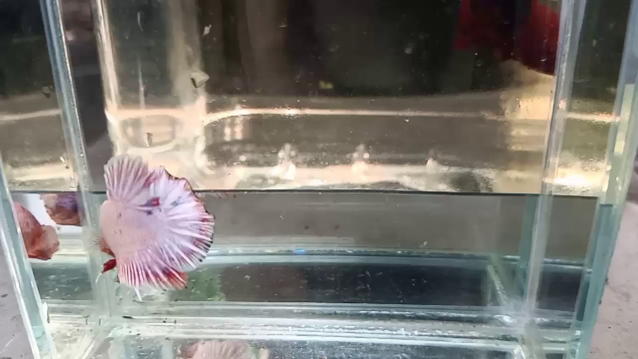 betta hmpk fancy oren base - YouTube