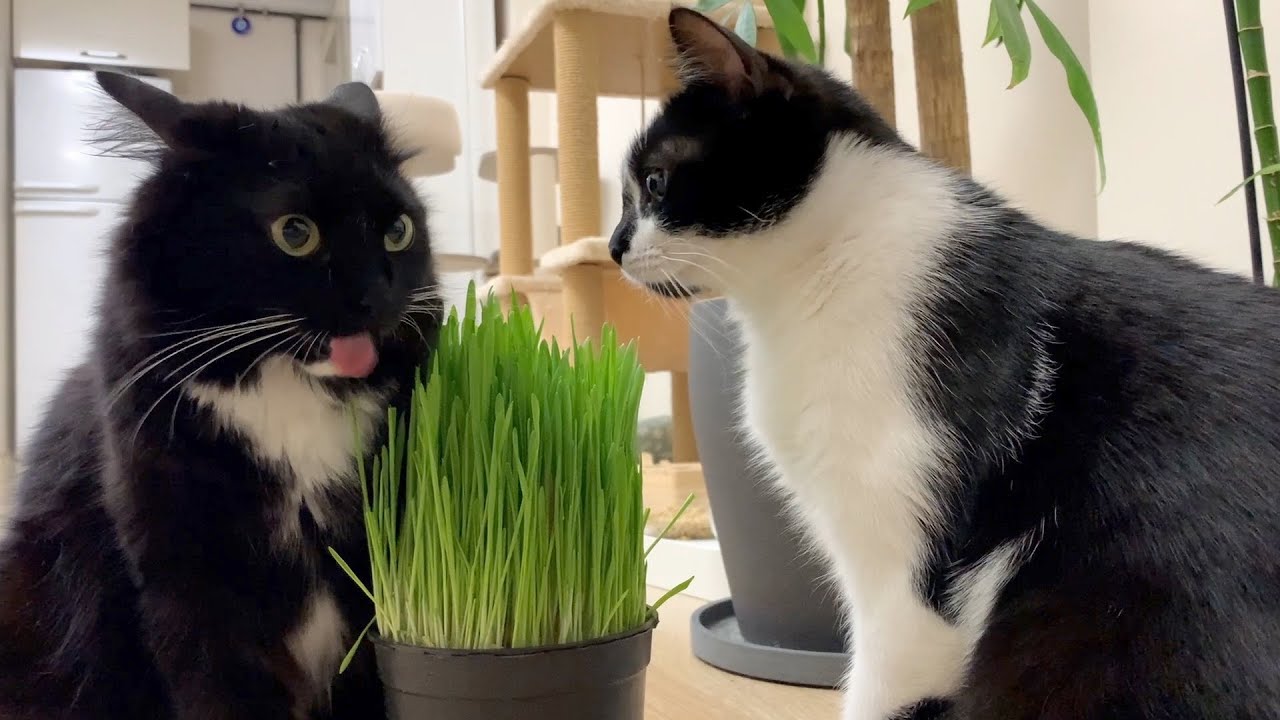 Woohoo! Fresh vegetable salad - YouTube