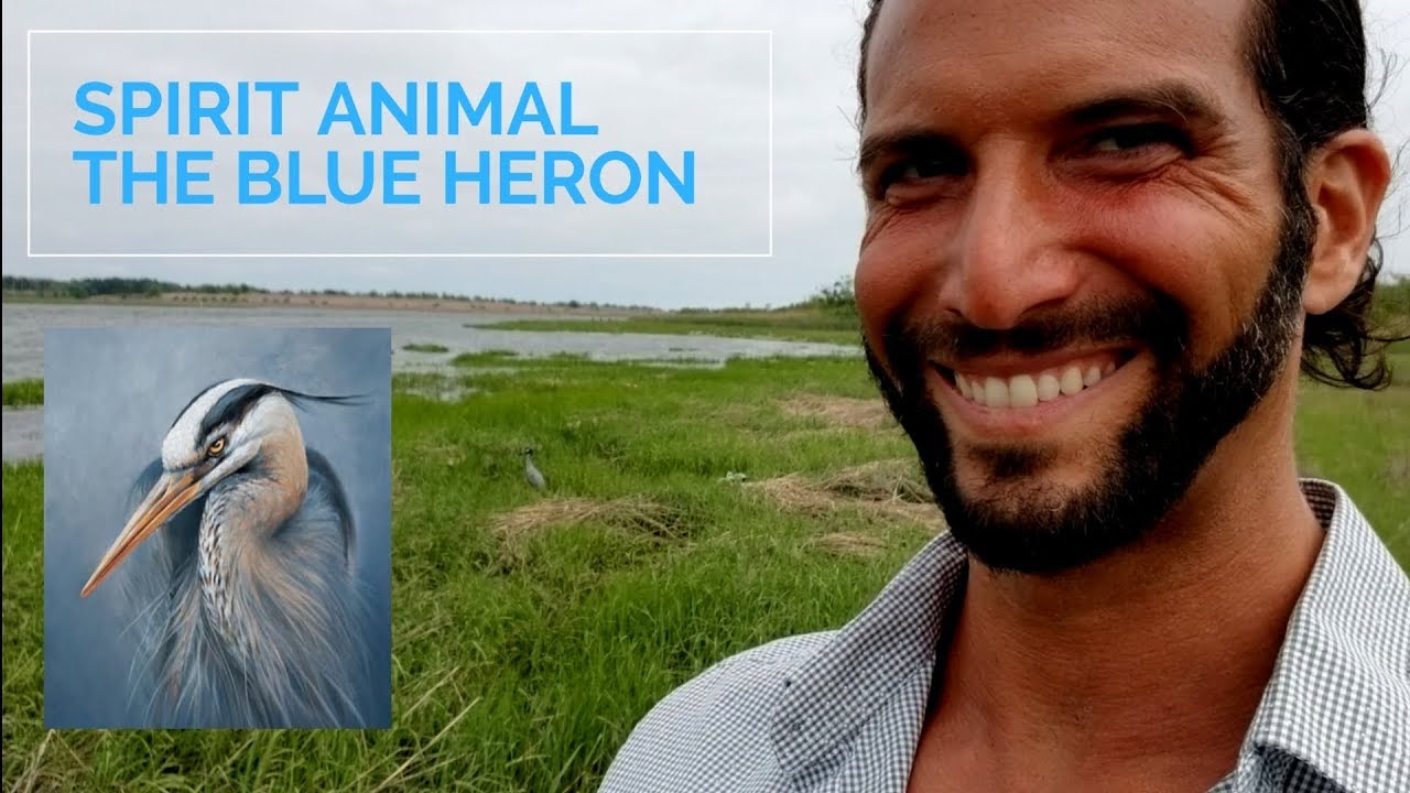 Spirit animals: The Blue Heron | Power of Resiliency 5th dimension ...