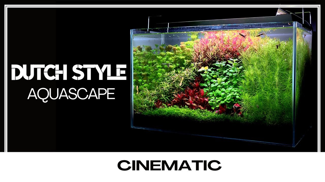 Dutch Style Aquascape - Cinematic - YouTube