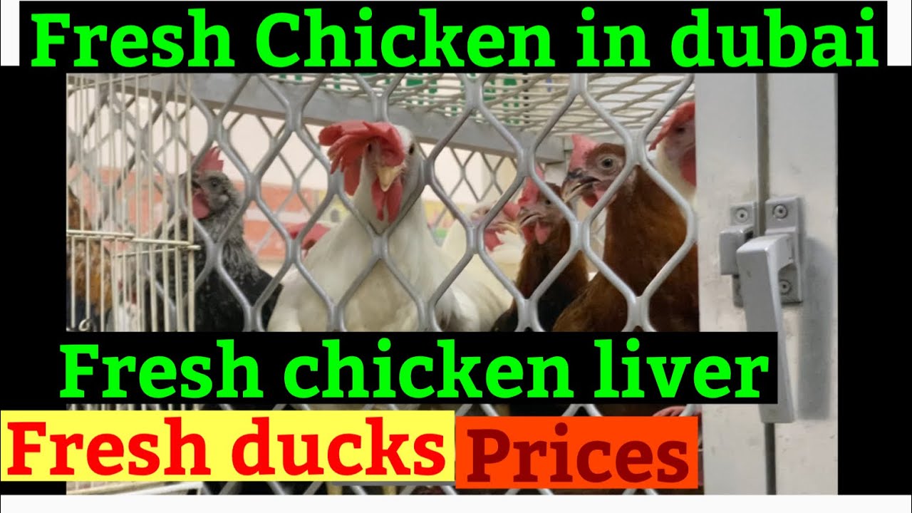 Fresh Chicken In Dubai| Fresh Ducks In Dubai| Dubai Chicken Market ...