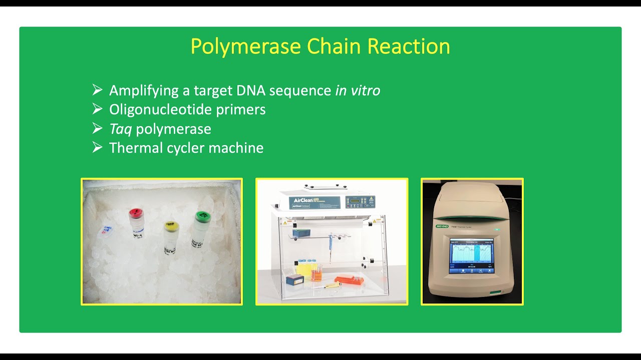 How To Perform PCR | Polymerase Chain Reaction 👨🏻‍🔬🧬 - YouTube