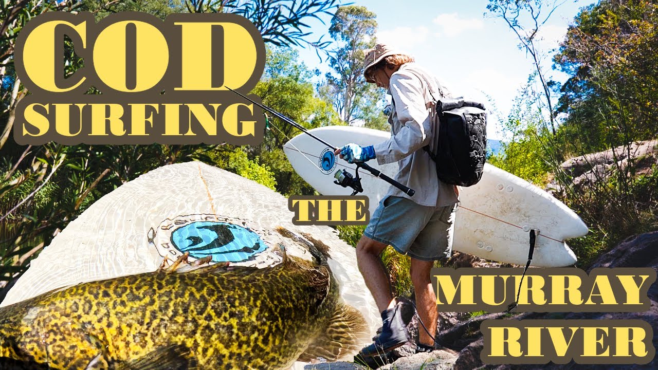 COD SURFING the Murray River - Clearwater Drift for Murray Cod - YouTube
