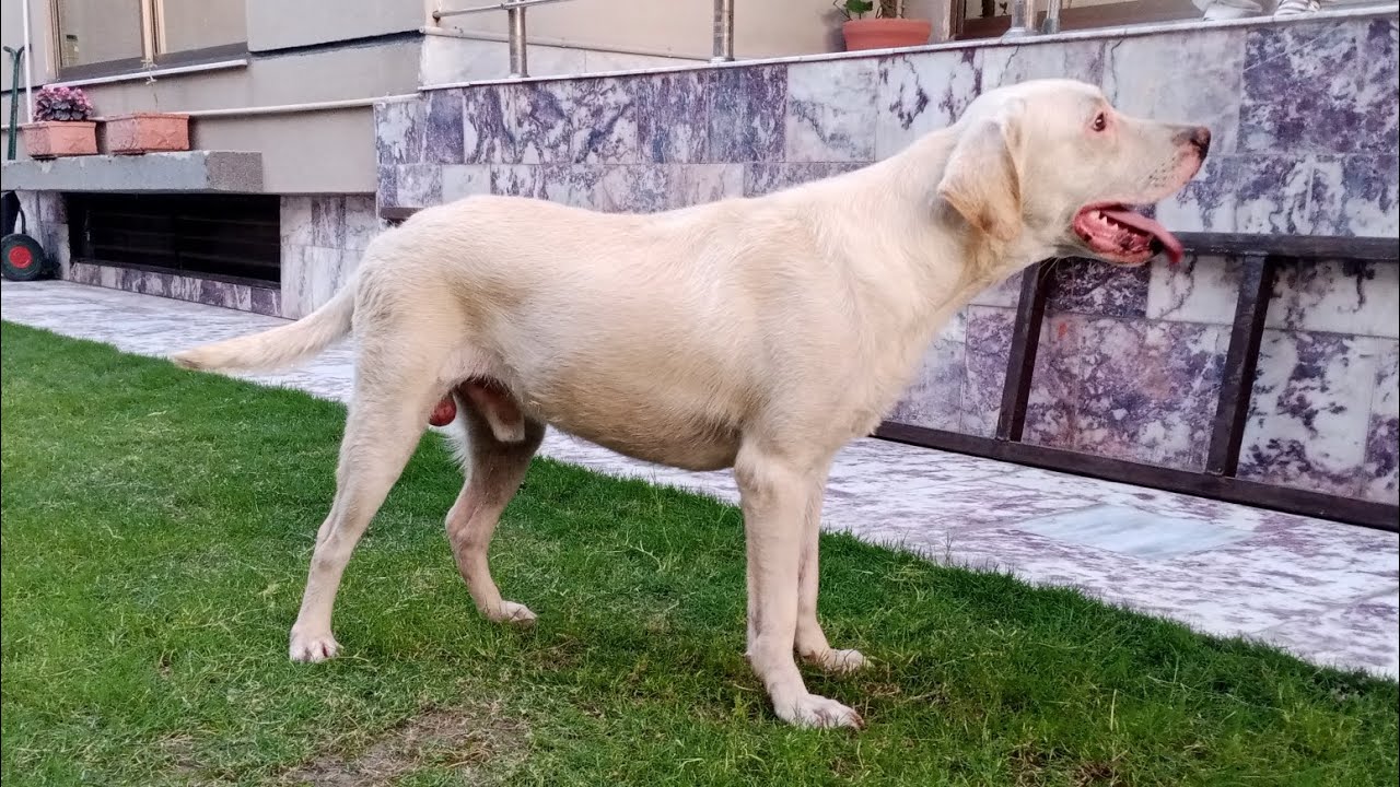 coco the Labrador... - YouTube