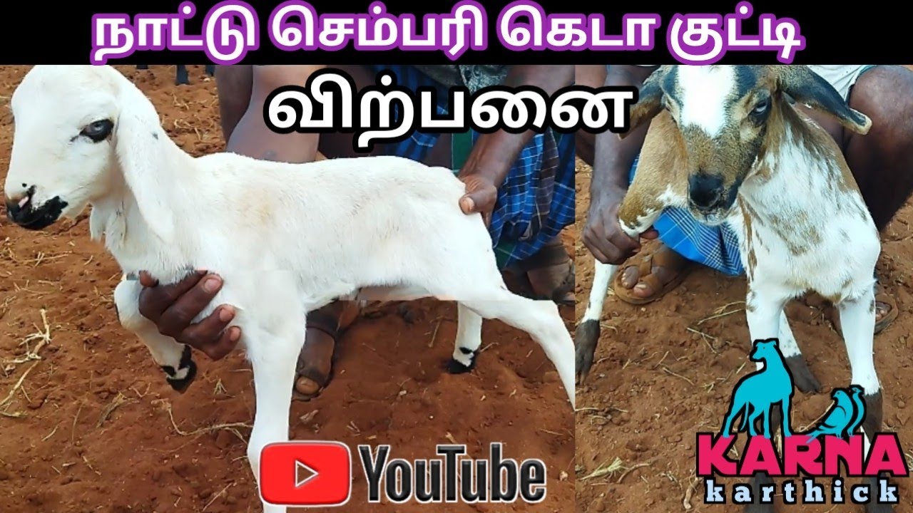 nattu Sembari kida kutty sales! thamil video! goat sales! - YouTube