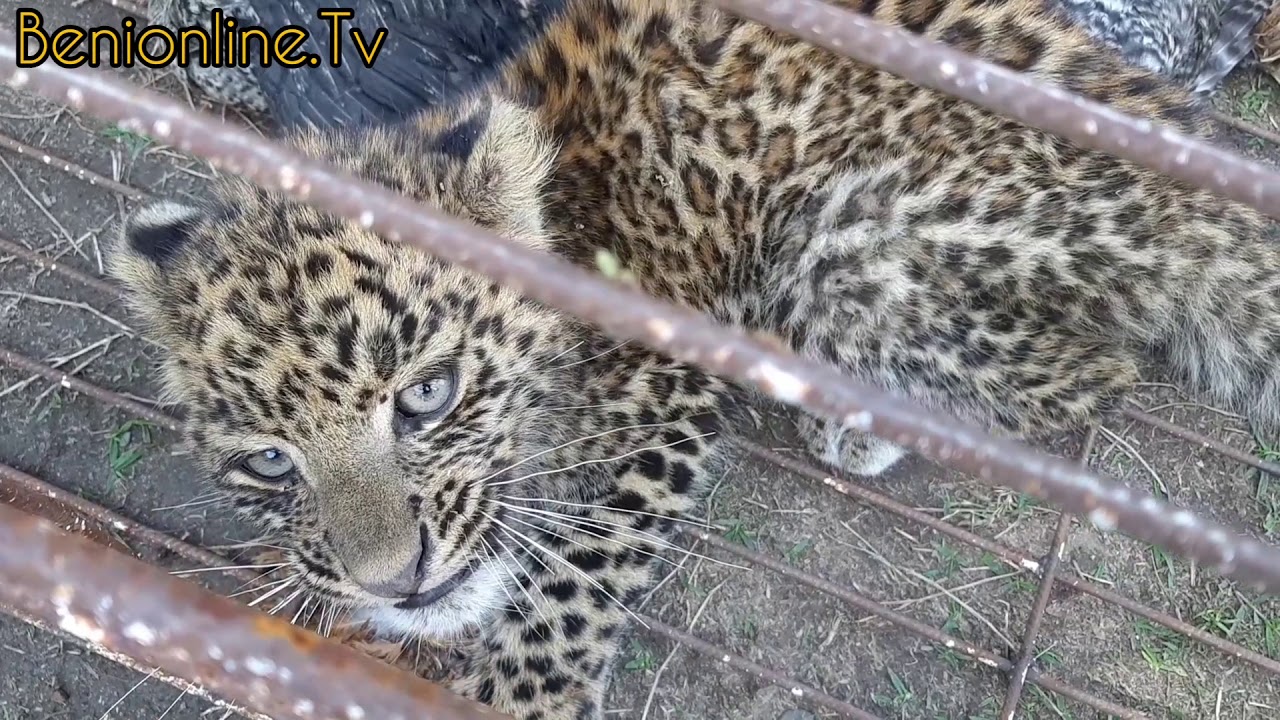 leopard cat (Chari Bagh) - YouTube