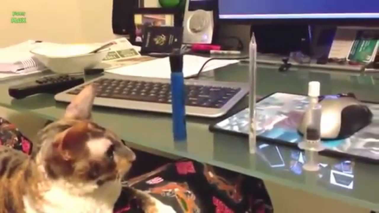 Top Funny Cats Knocking Things Over Compilation 2013 NEW HD20142014 ...