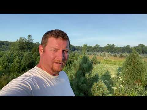 Christmas Tree Farming Shearing update - YouTube