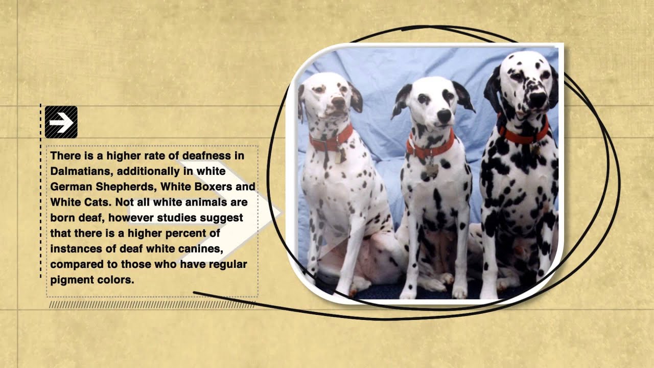 Dog Facts: Dalmatians Are Often Deaf Doggies - YouTube
