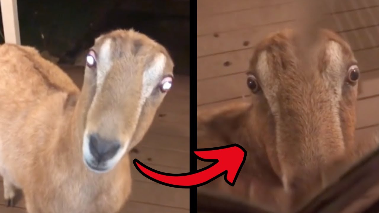 Skinwalkers Caught Pretending To Be Animals - YouTube