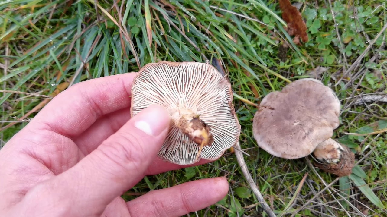 Más diferencias entre la seta de cardo (Pleurotus eryngii) y la Lepista ...