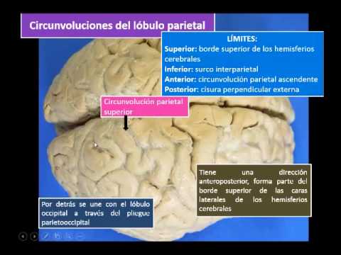 Neuroanatomía del lóbulo parietal - YouTube