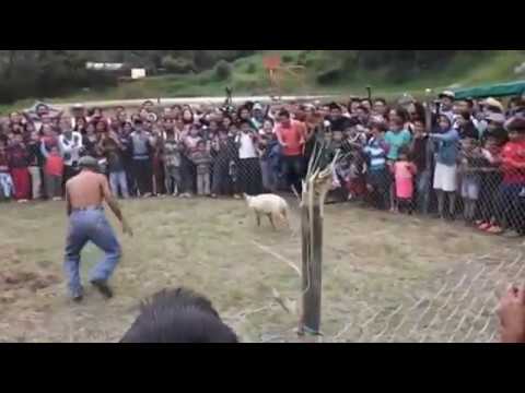 te ATREVERÍAS atrapar el MARRANO? fiesta patronal 2018 | BUMBLUU - YouTube