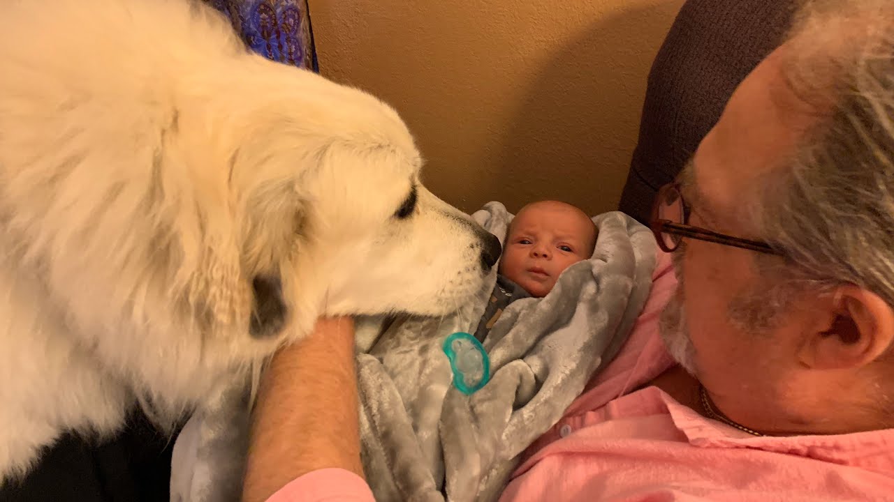 Great Pyrenees Meets Baby For The First Time - YouTube