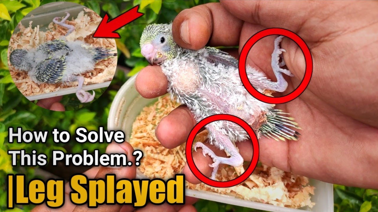 How To Treat Splayed Leg Of Budgie Parrot | Birds Legs Treatment in ...