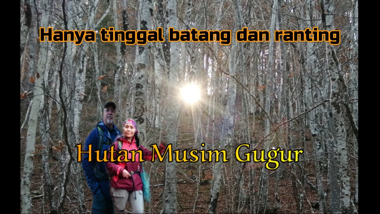 Suasana dalam Hutan dimusim gugur//hanya tinggal batang dan ranting ...