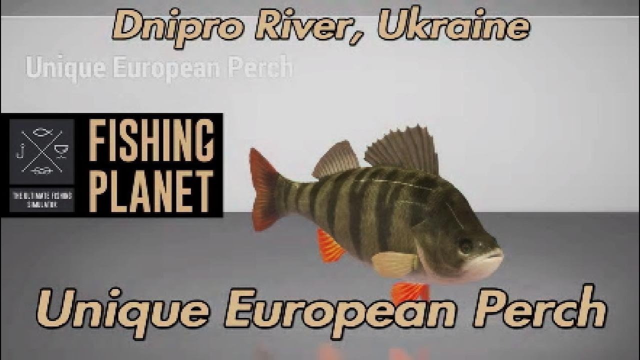 Unique European Perch Dnipro River Ukraine Fishing Planet Guide - YouTube