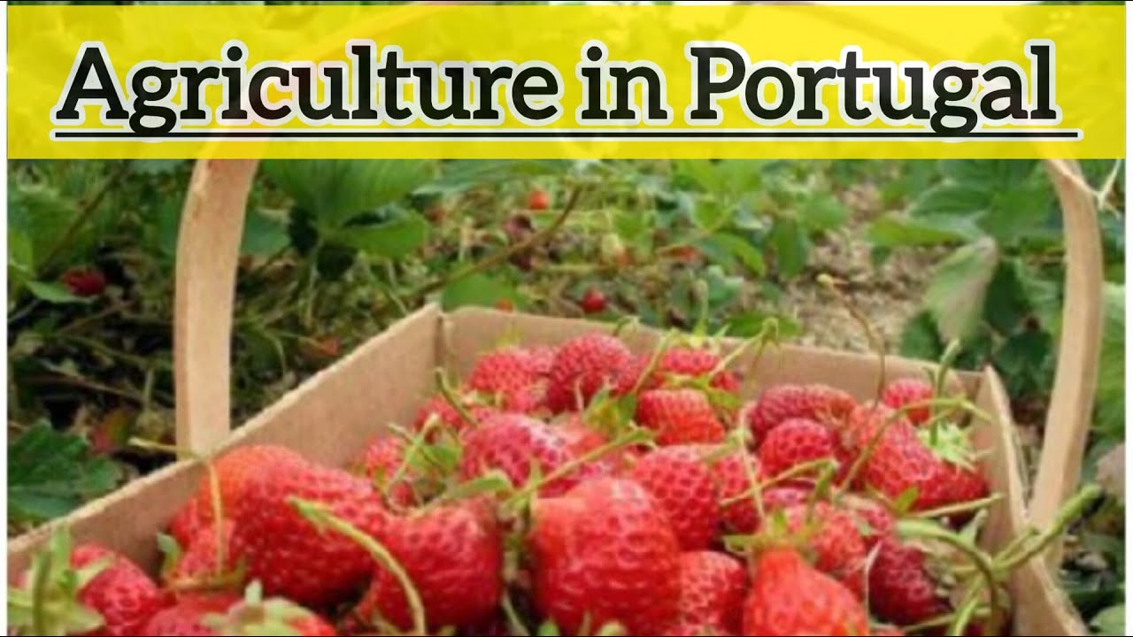 Agriculture in portugal | Farming in Portugal - YouTube
