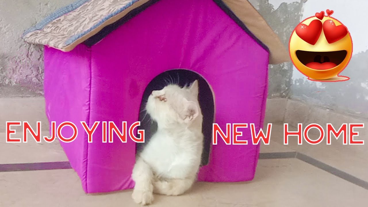 Rescued Bravo Cat Enjoying New Home | Episode 2 - YouTube